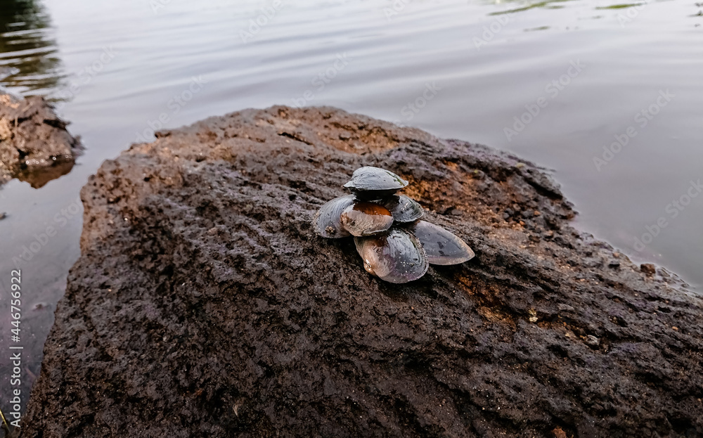 Beautiful Pond mussel on the rock near the lake. Chinese pond mussel ...