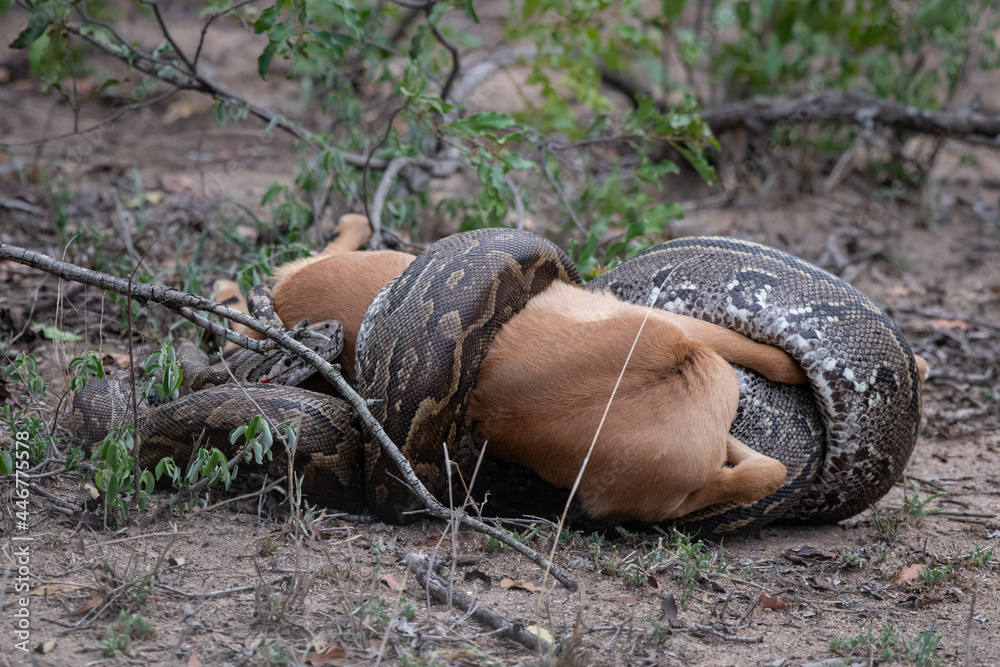 An African python, Python sebae, strangles an antelope Stock Photo ...