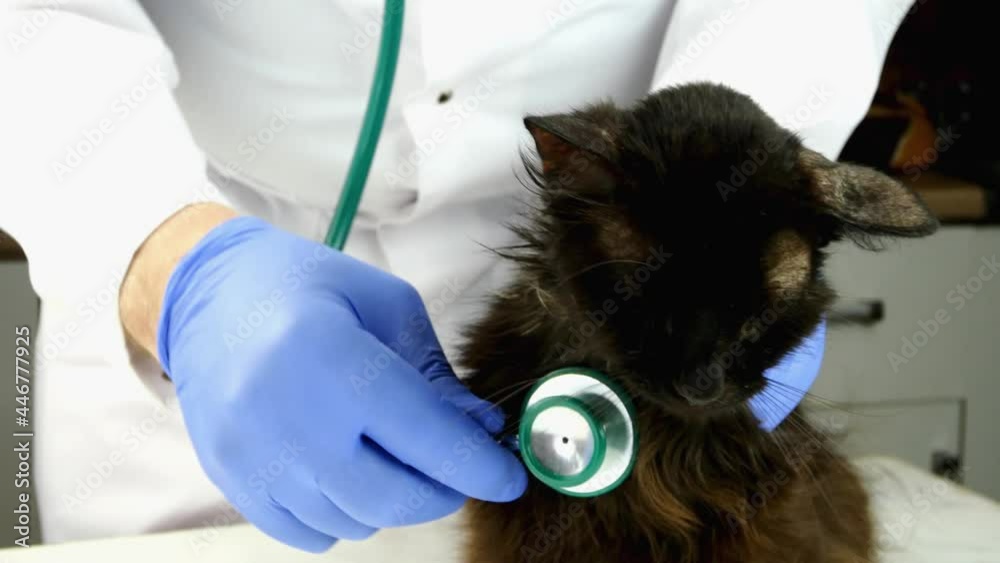 Veterinarian or volunteer examined with stethoscope health of shabby ...
