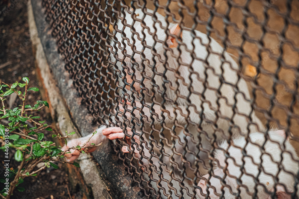 a monkey feeling loneliness and sadness behind jail. the eyes of a ...