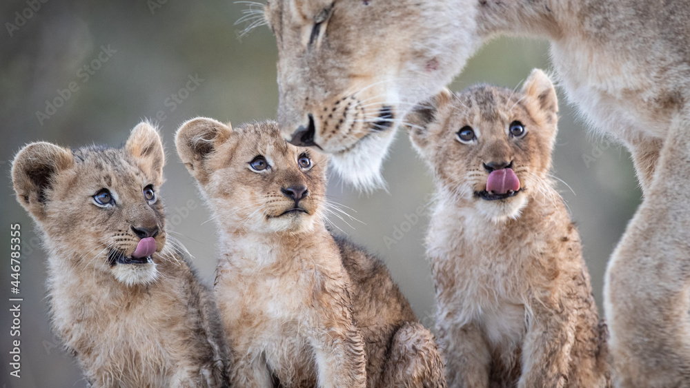 Lion Cubs With Mother