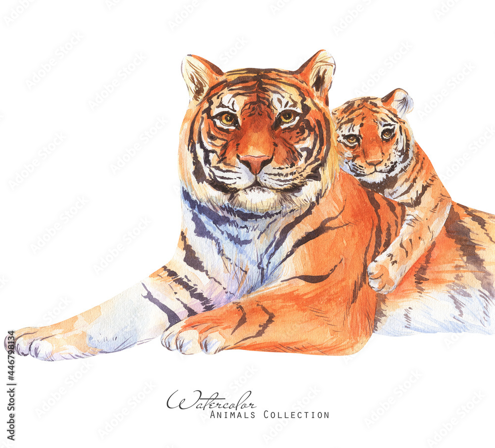 Tiger family watercolor illustration. Tiger portrait. Father tiger and ...