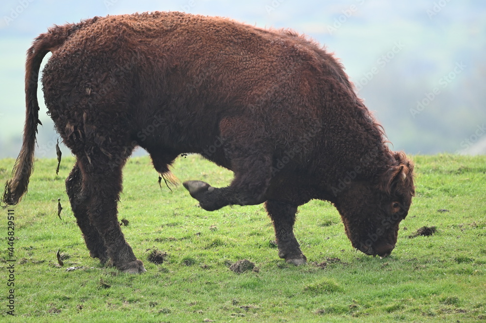 Angry bull scratching the ground with hoof Stock Photo | Adobe Stock