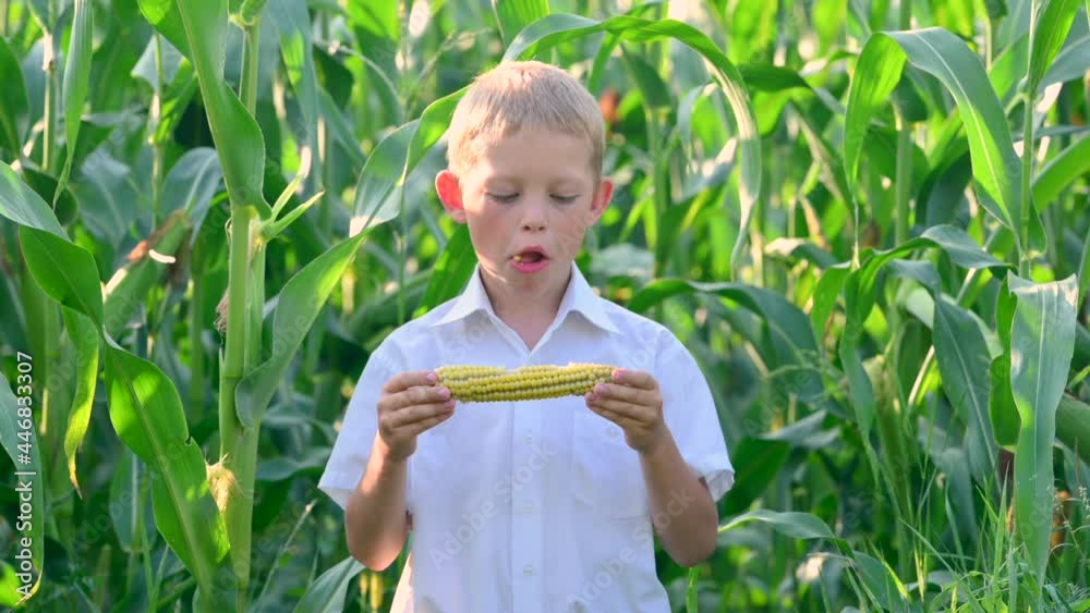 Cute little boy in a white shirt Eating Boiled Corn Outdoor on the ...