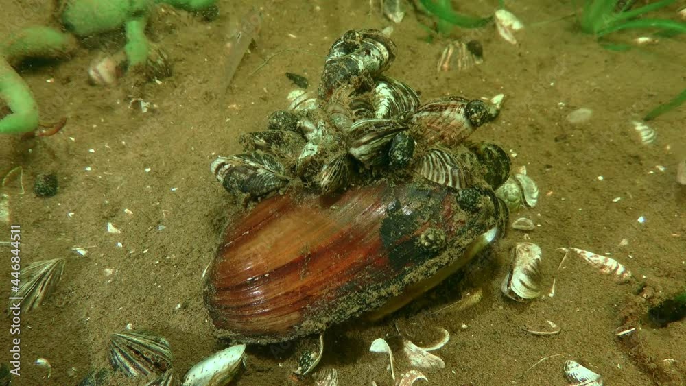 Alien species: Zebra Mussel (Dreissena polymorpha) settles on any solid ...