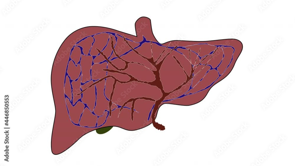 Seamless loop animation of human liver anatomy organ. Stock Video ...