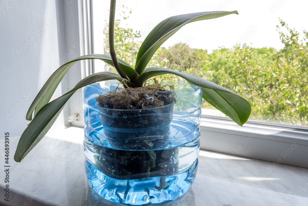 The orchid in the water tank is imbued with moisture on the window ...