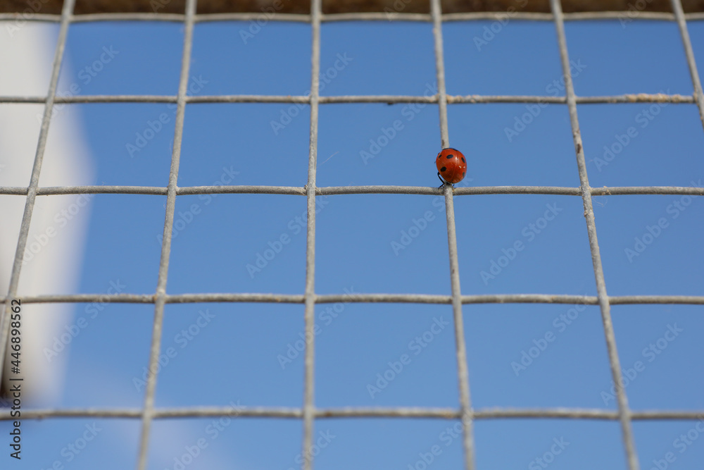 A ladybug on a metal grid.Ladybugs have invaded the south of Russia ...
