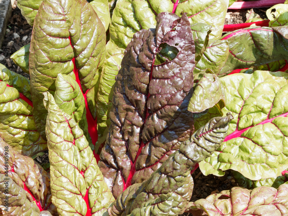 Mangold Braune Flecken Essbar