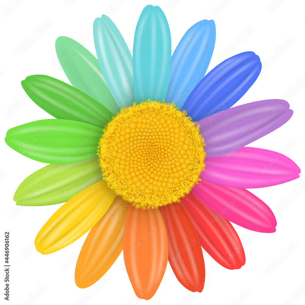 Daisy flower isolated with multicolored petals, rainbow daisy flower ...