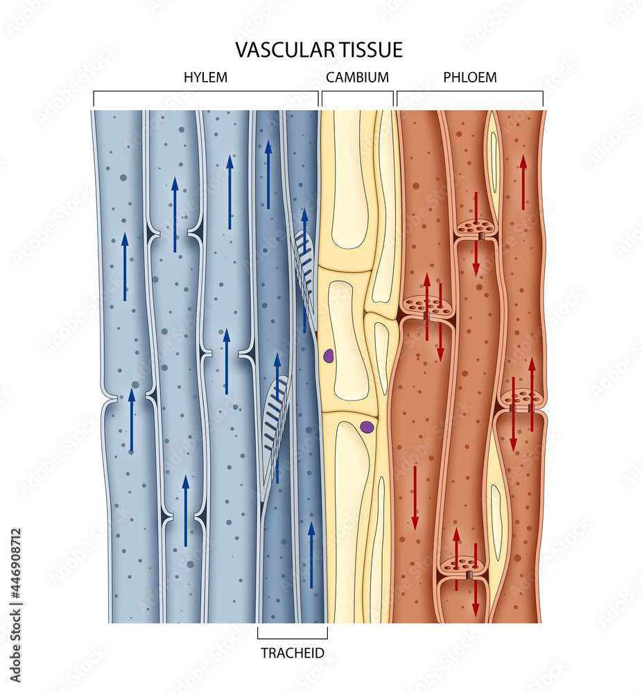 Xylem Longitudinal Cornus Mas