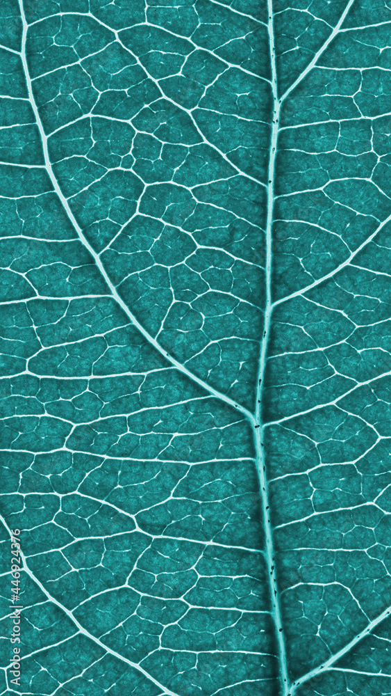 Leaf of fruit tree close-up. Turquoise tinted mosaic pattern of a net ...