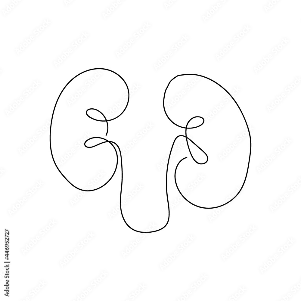 Human kidneys with ureters one line art. Continuous line drawing of ...