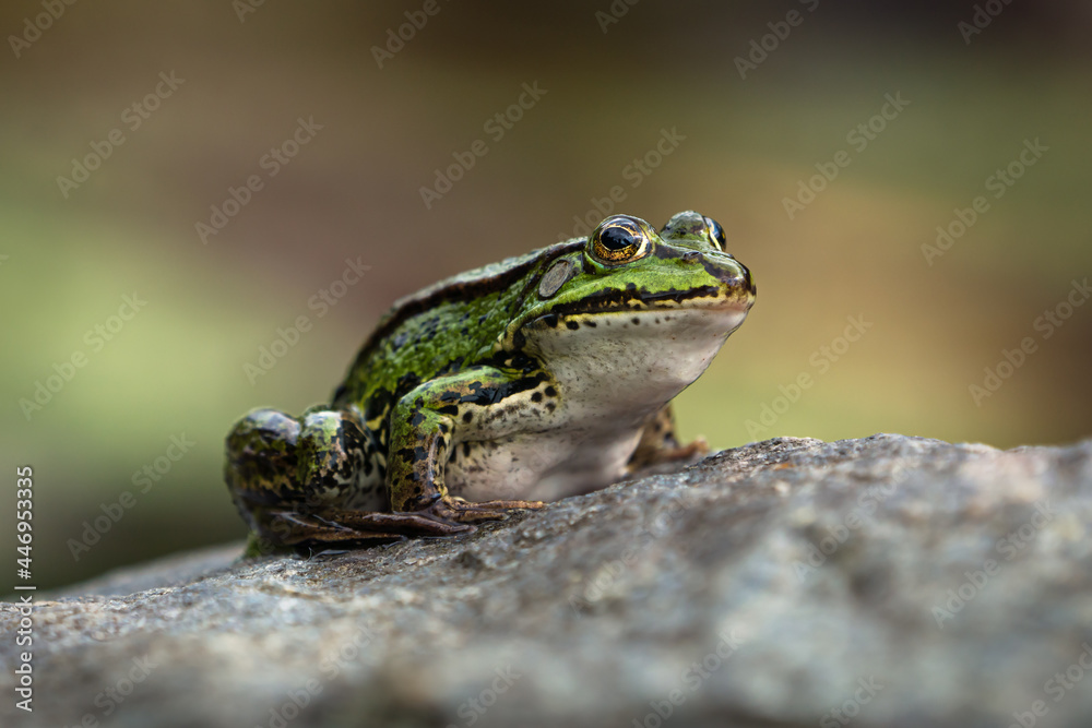 Side view of a green frog sitting on a rock facing left and isolated on ...