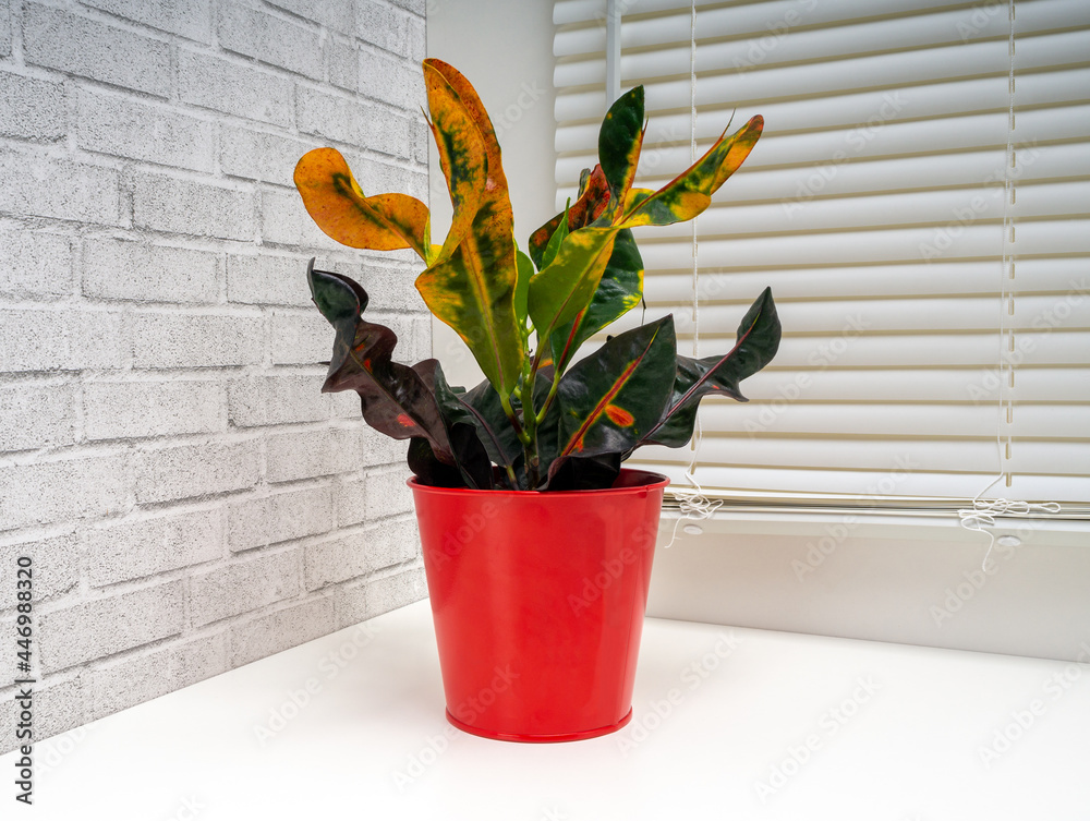 Codieaum Mummy is a genus of plants the family Euphorbiaceae Stock ...