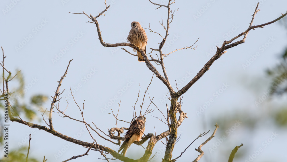 bird, natur, tier, wild lebende tiere, falco, adler, greifvogel ...