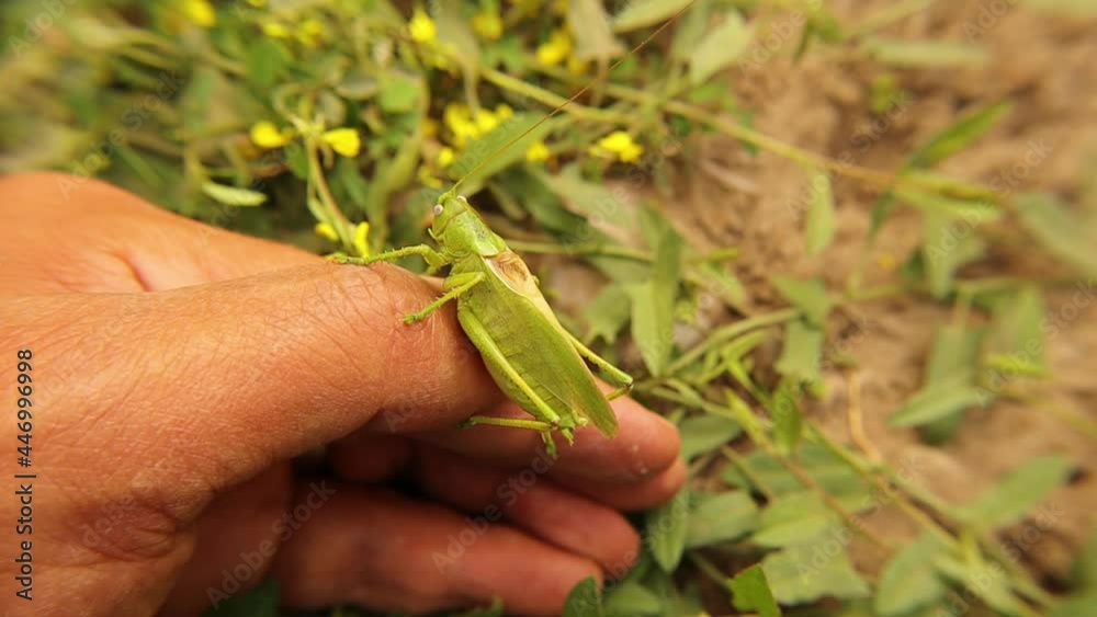 Exotic veterinarian holding a male katydid. It's looks like a leaf ...