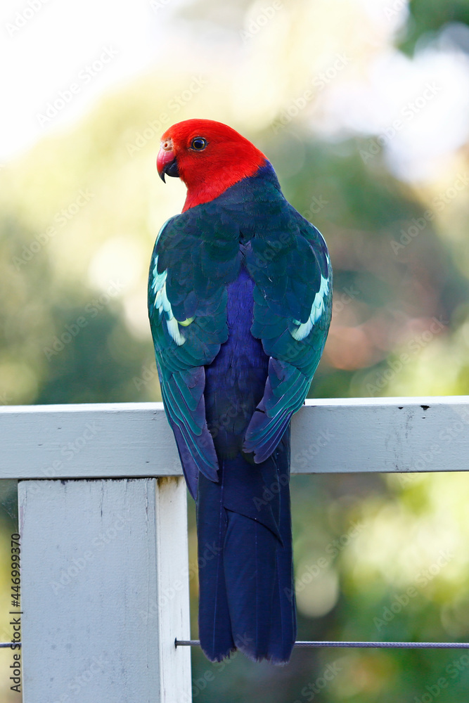 Blue King Parrot | atelier-yuwa.ciao.jp