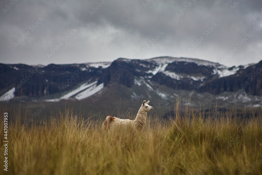 Paisaje andino del Perú Stock Photo | Adobe Stock