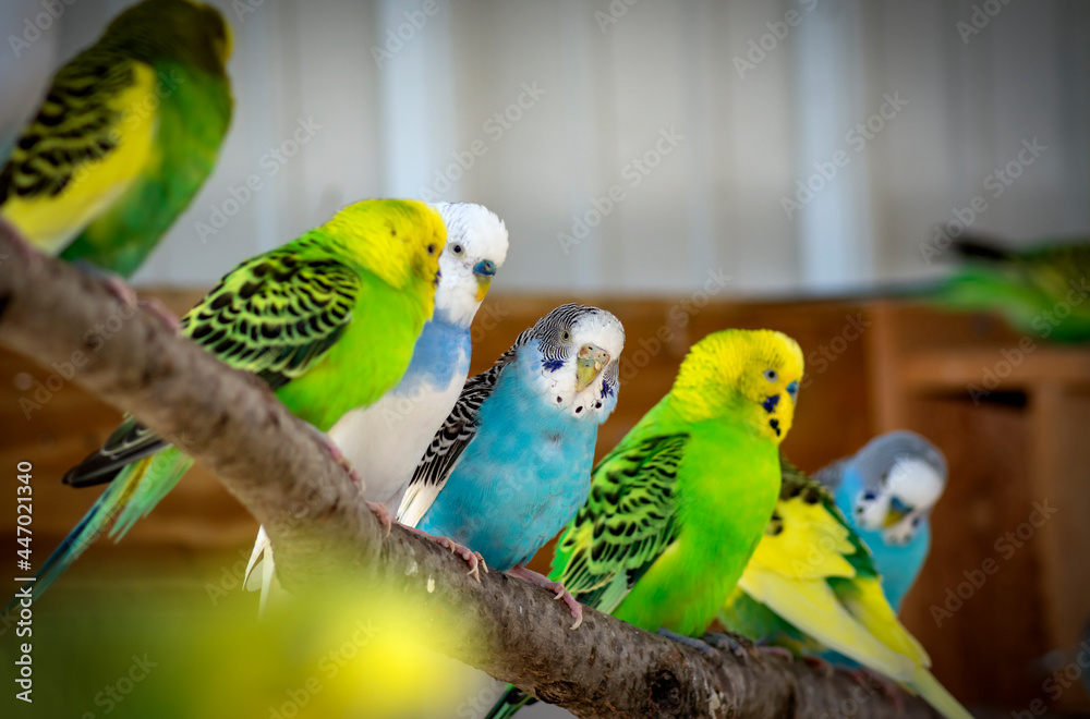 Parakeets Stock Photo | Adobe Stock