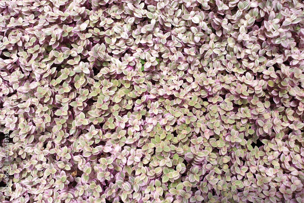 Beautiful Callisia Repens leaves also known as creeping inchplant. It ...