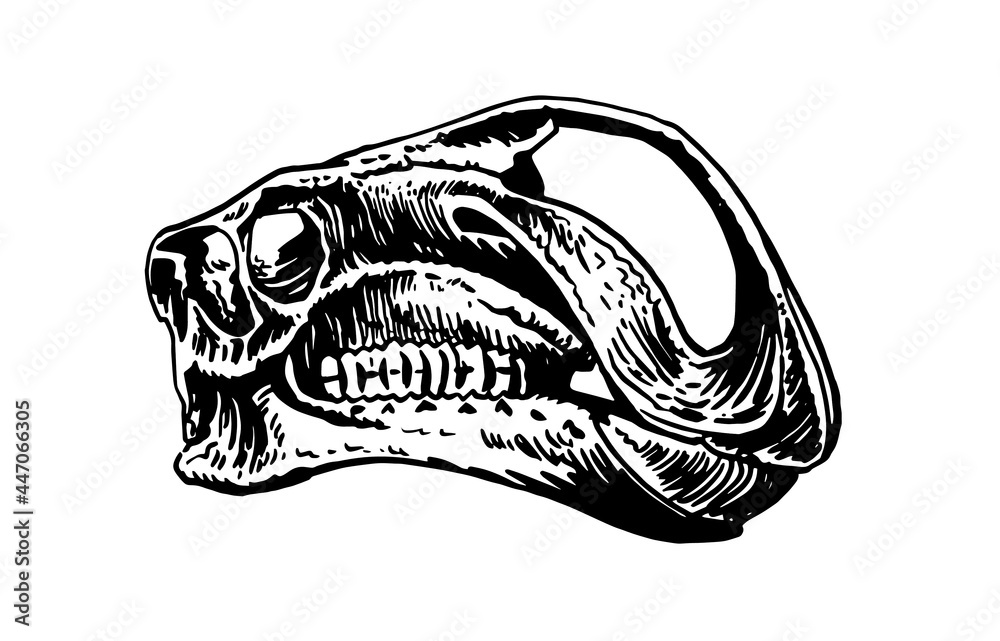 Graphical hand-drawn skull of Iguanodon isolated on white background ...