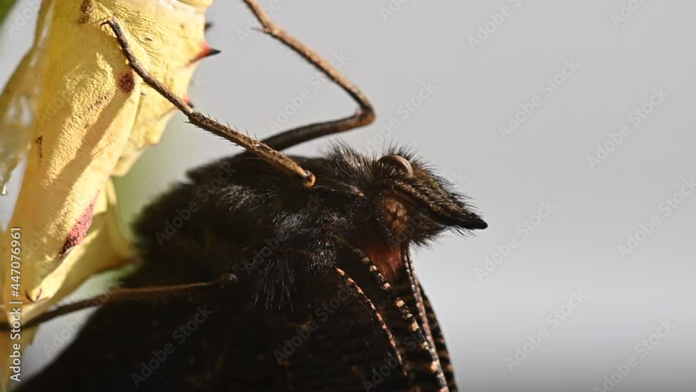 Peacock butterfly after eclosion, hanging upside down to dry out and ...