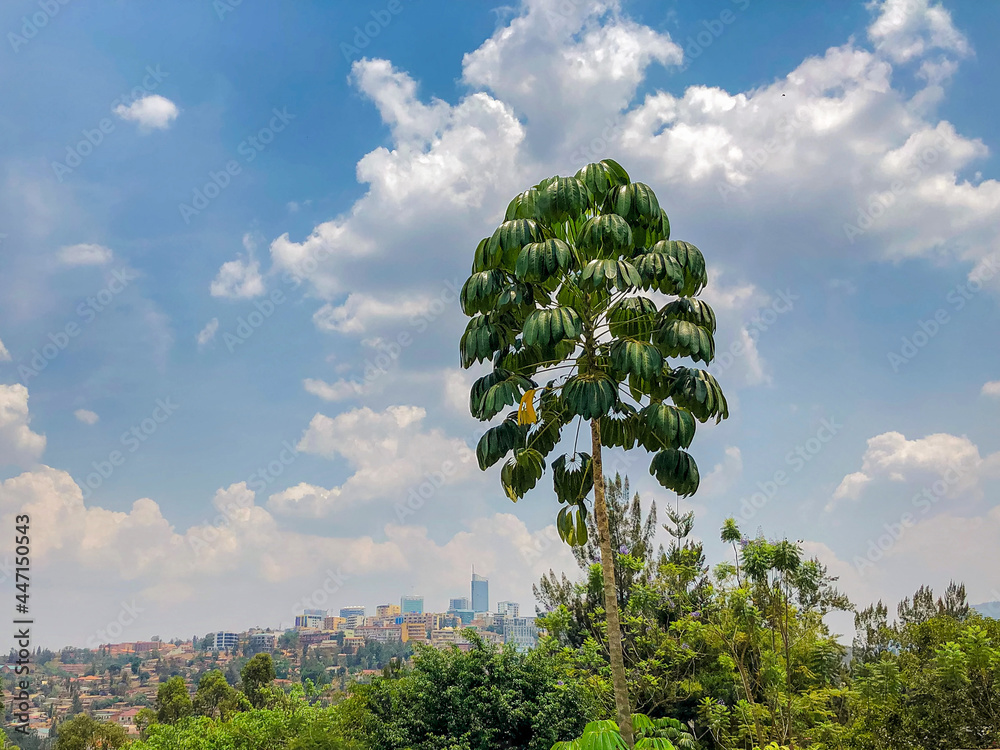 Foto de Tree on the hill in Kigali, Rwanda do Stock | Adobe Stock