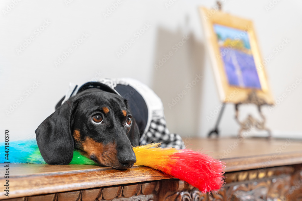 Lovely tired dachshund puppy in maid uniform with feather duster for ...