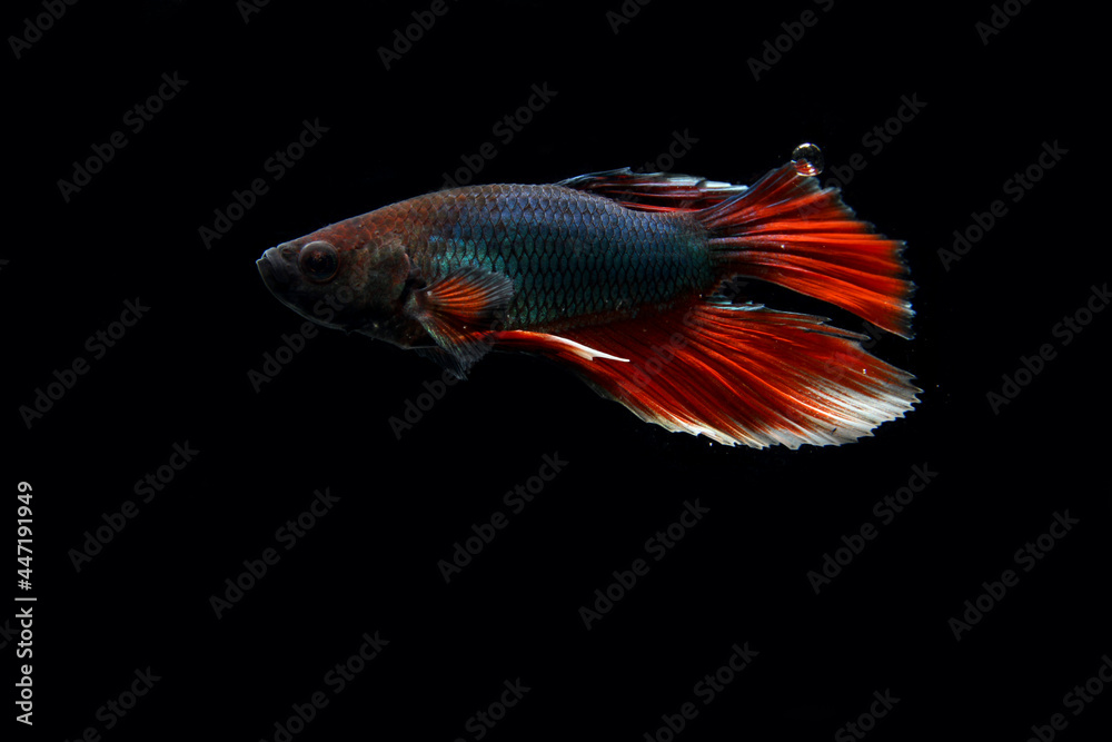 Betta is a freshwater fish native to Southeast Asia, namely Cambodia ...