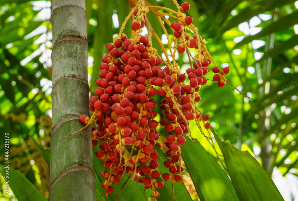 Bunch of red Areca catechu fruits. The tree is also known as areca palm ...