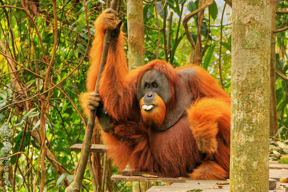 Male Sumatran orangutan sitting on a platform in Gunung Leuser National ...