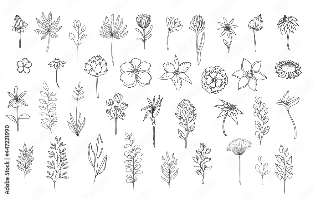 Line art floral elements. Outline foliage natural leaves herbs. Set ...