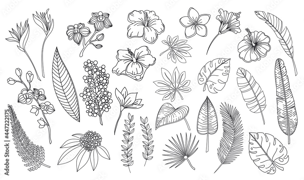 Tropical Flowers Line Drawing | Best Flower Site