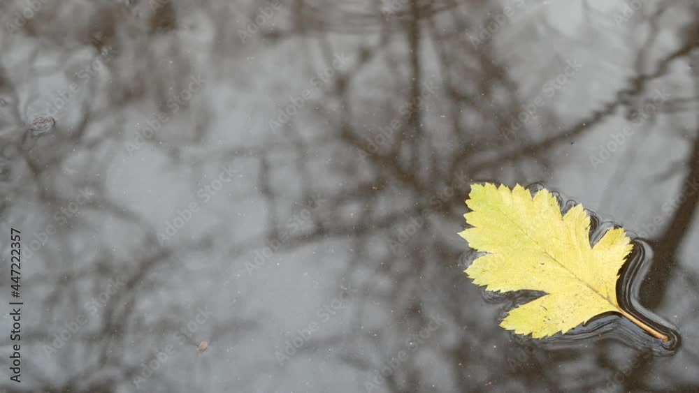 Vidéo Stock Yellow autumn fallen oak leaves, puddle on grey asphalt. Fall bare leafless tree ...