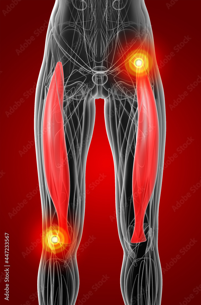 3d rendering medical illustration of the rectus femoris Stock ...