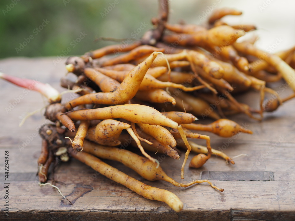 Foto de Boesenbergia rotunda, Curcuma rotunda, Boesenbergia pandurate ...