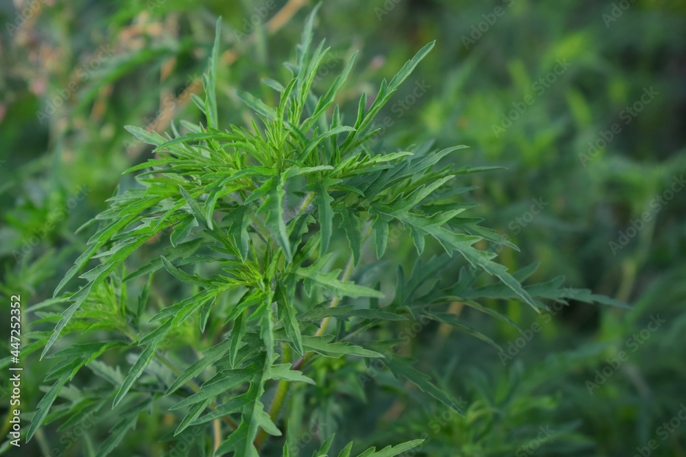 Common ragweed, Ambrosia artemisiifolia, is a widespread invasive ...