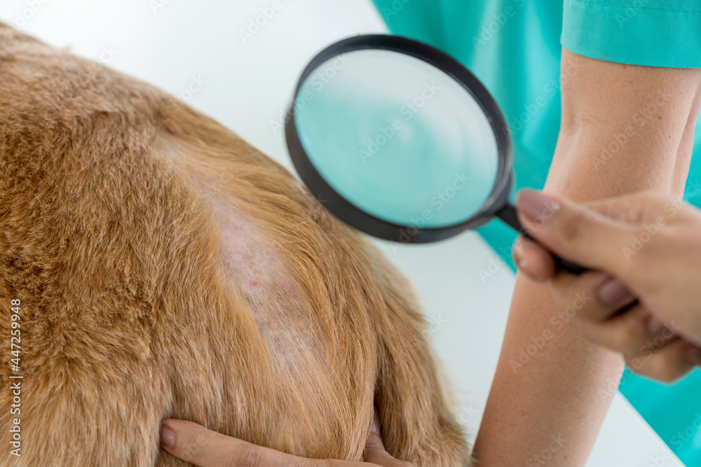 A veterinarian is examining a dog with dermatitis with a magnifying ...