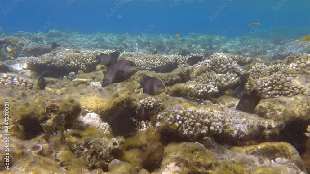 Group of Farmerfish protects the territory and burrows in the coral ...