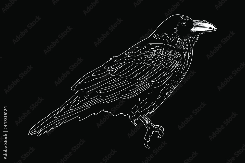 Black Raven Drawing Vector Illustration Stock Vector | Adobe Stock