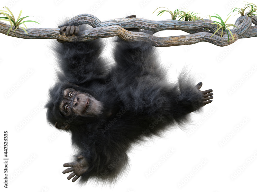 Cute little monkey hanging from a tree limb waving toward the camera on ...