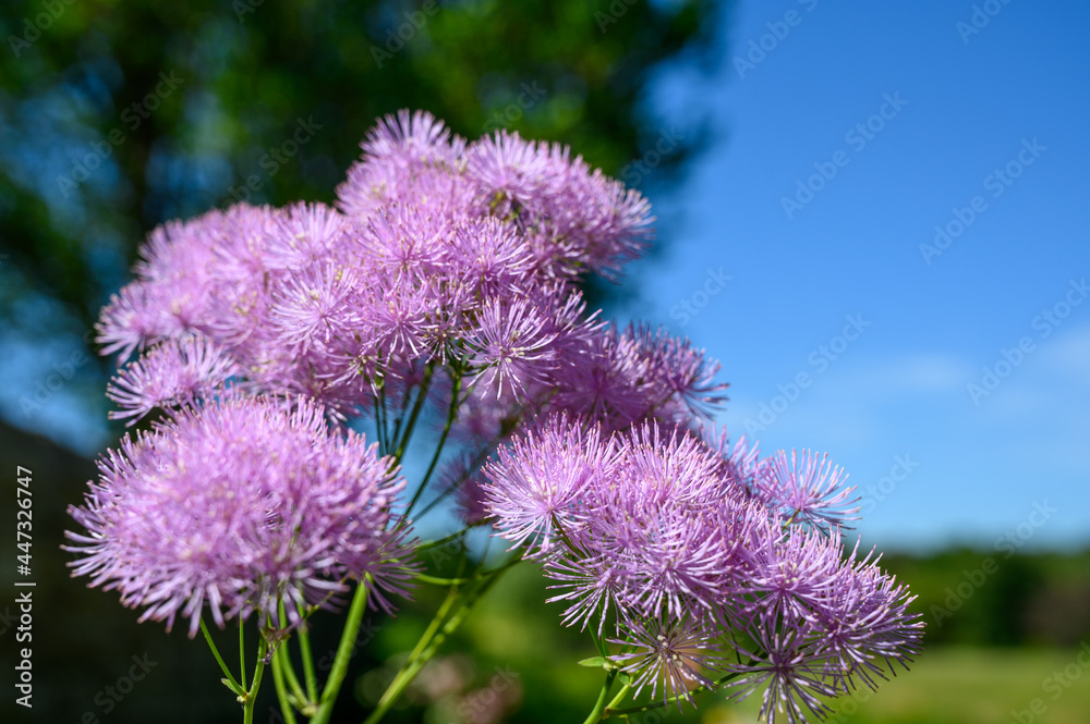 Thalictrum aquilegiifolium. commonly known as columbine meadow-rue or ...