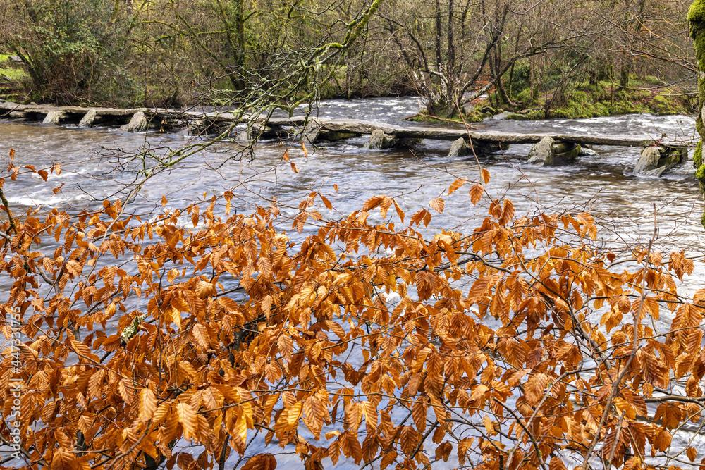 Autumn foliage of a beech tree beside the prehistoric clapper bridge ...