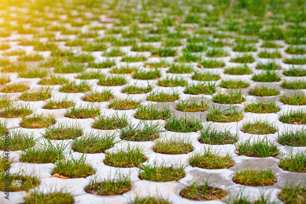 Green grass between concrete paving slabs, turf block. Grass sprouted ...