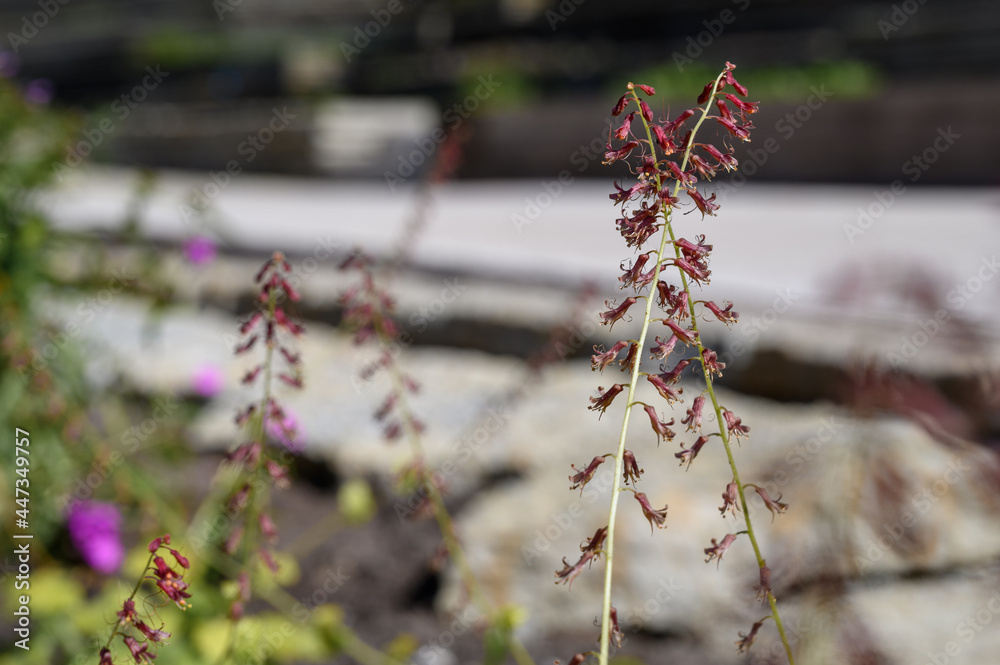 Tolmiea menziesii, youth on age, pick-a-back-plant, piggyback plant ...