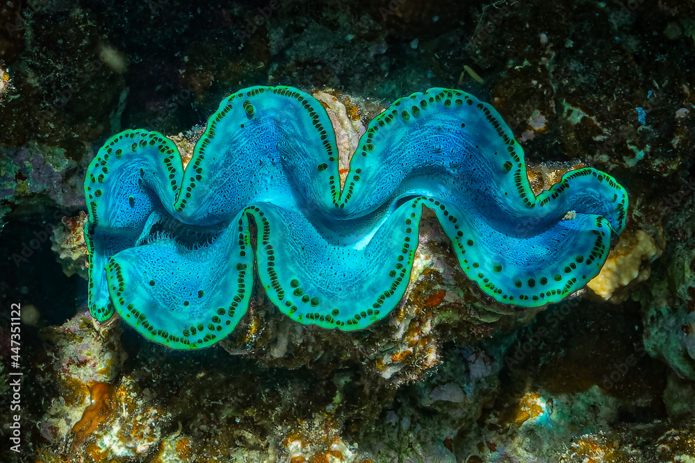 underwater world, cockle Giant Clam in the Red Sea showing Colorful ...
