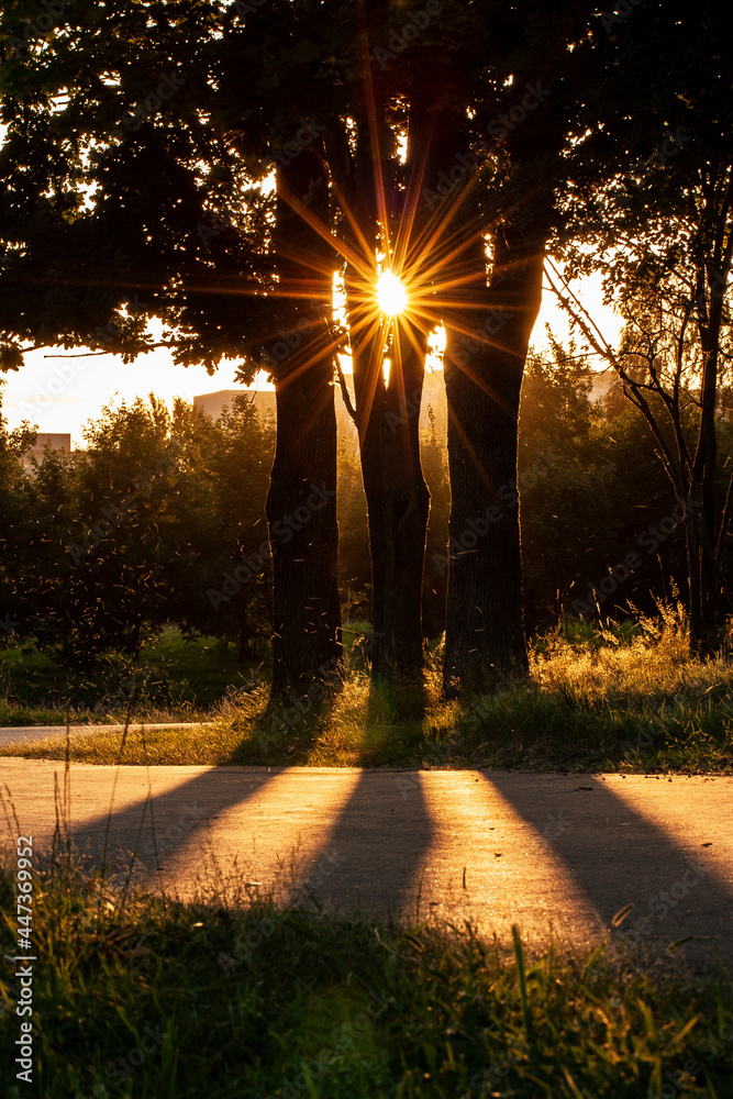 Vertical outdoor photography of a sunset in a park with three trees ...