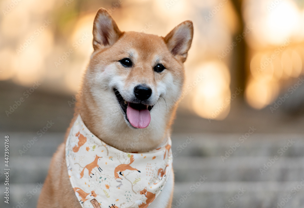 one shiba inu dog posing for the camera with the tongue out wearing a ...