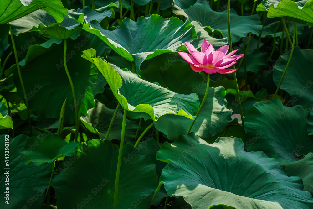 Flower of Nelumbo nucifera plant. It is aquatic plant in the family ...